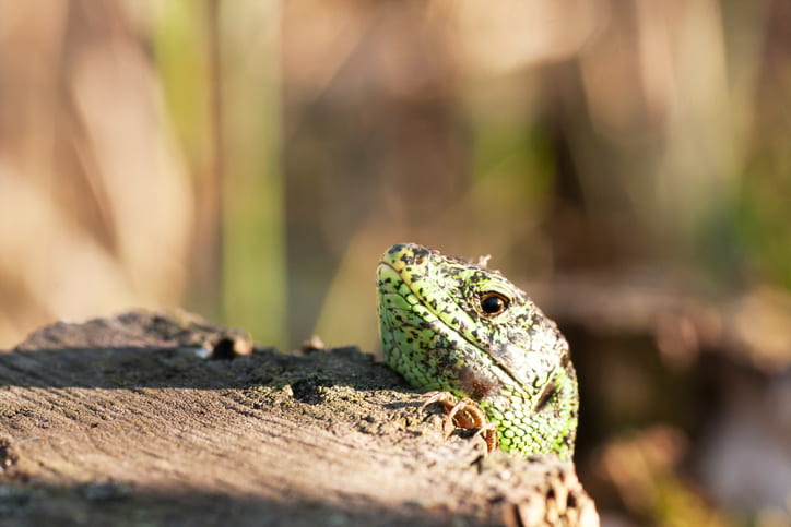 Reproductive strategies of endangered lizards – Center for Global ...